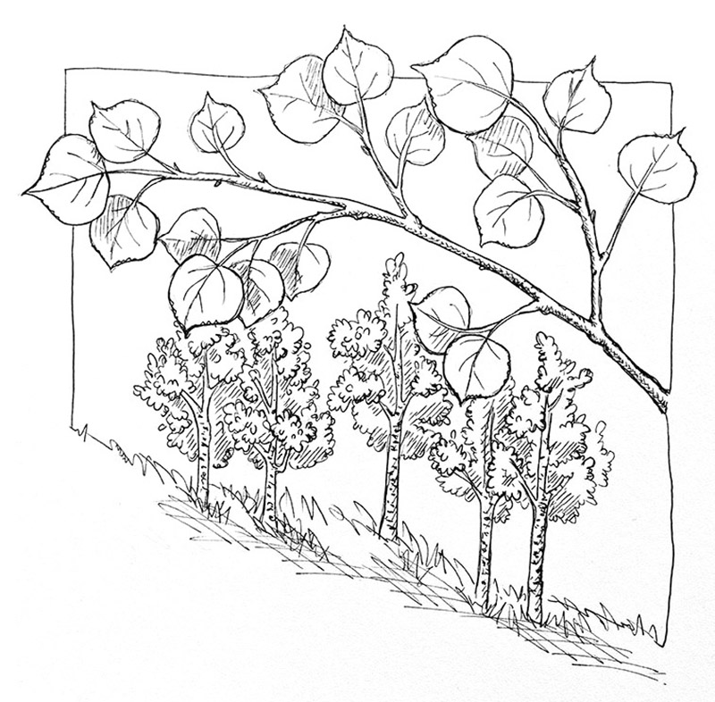 katherine molter art ink drawing botanical tree quaking aspen